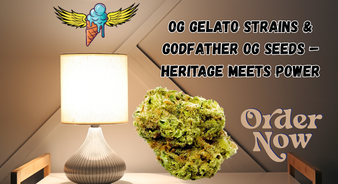 OG Gelato Strain & Godfather OG Seeds | Blogs.Gelatoseeds - The CBD Stories